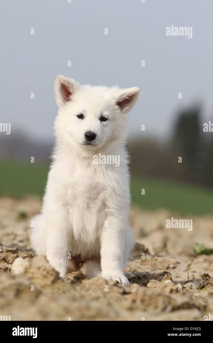 Are You Curious About The White Swiss Shepherd Dog
