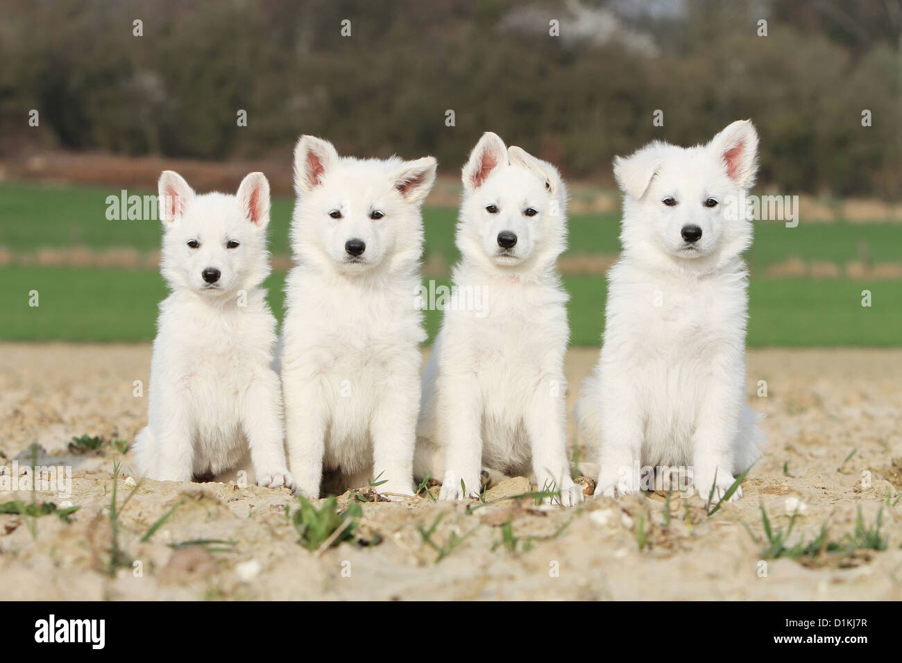 White Swiss Shepherd Dog / Berger blanc suisse four puppies sitting ...