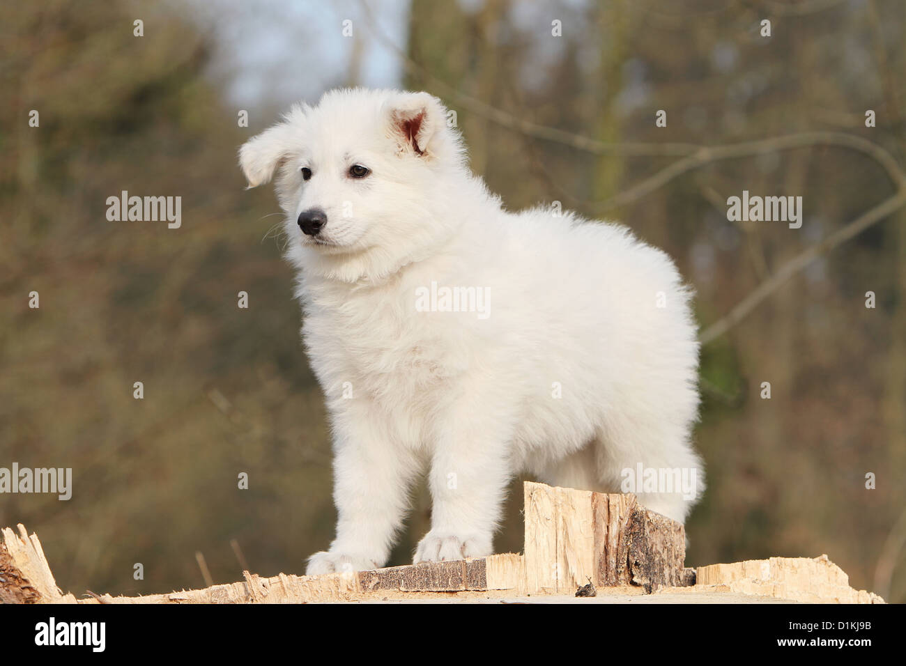 White Swiss Shepherd Dog / Berger blanc suisse puppy standing profile ...