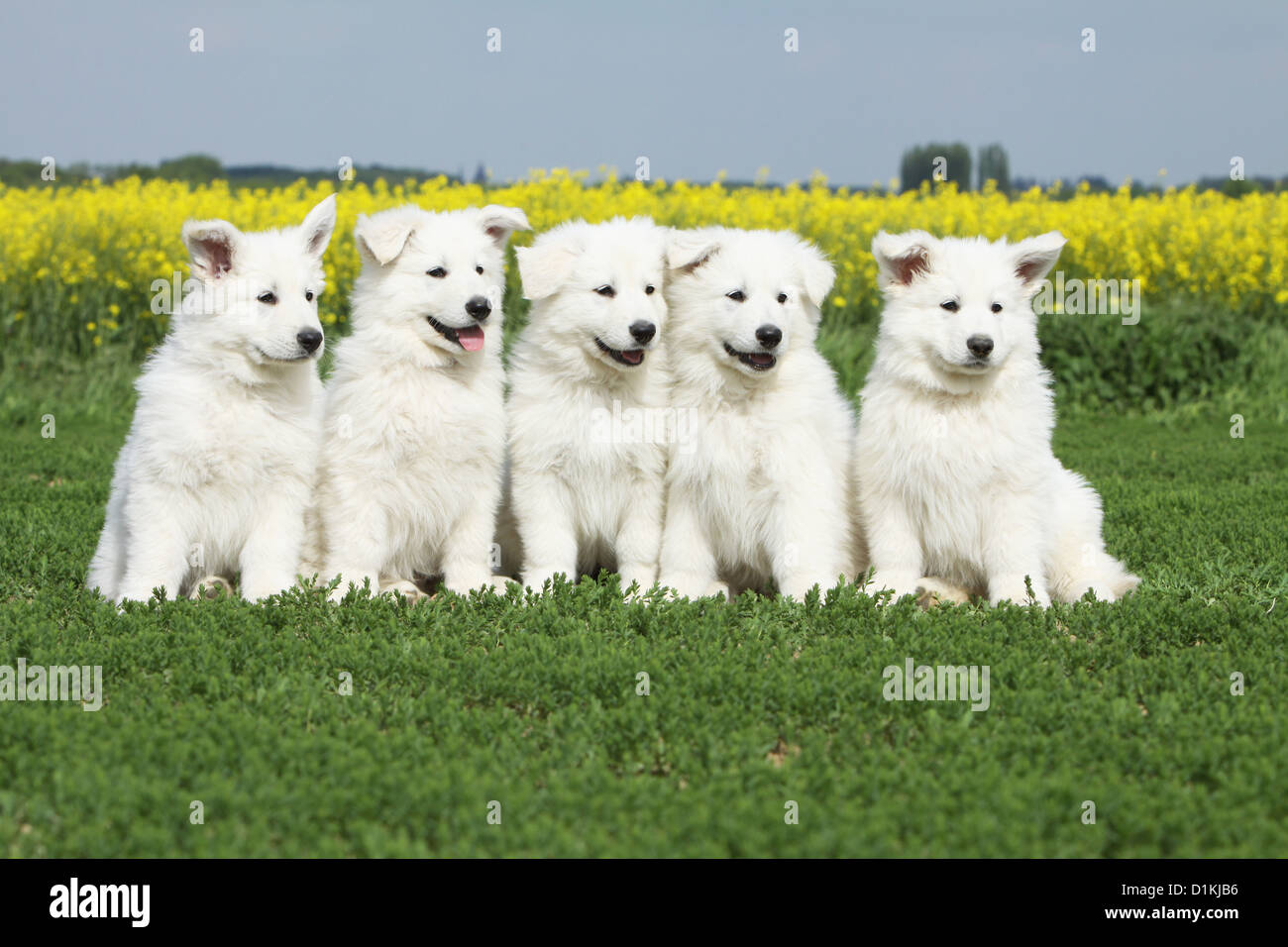 White Swiss Shepherd / Dog Berger blanc suisse five puppies sitting ...