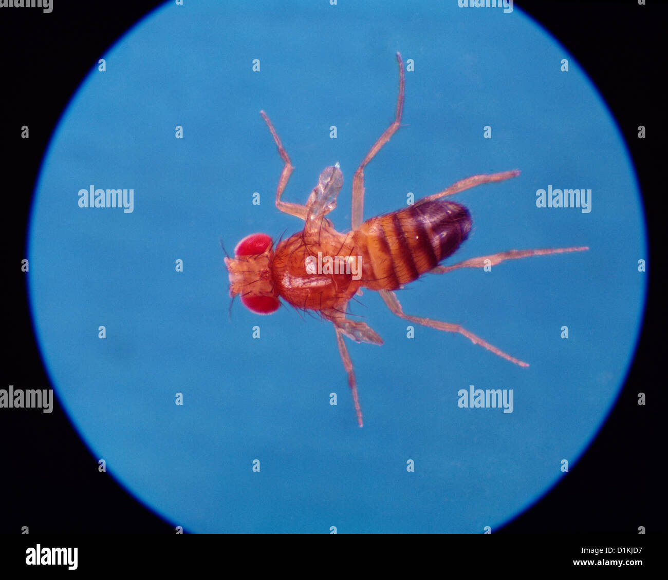 Vestigial wing fruit fly hi-res stock photography and images - Alamy