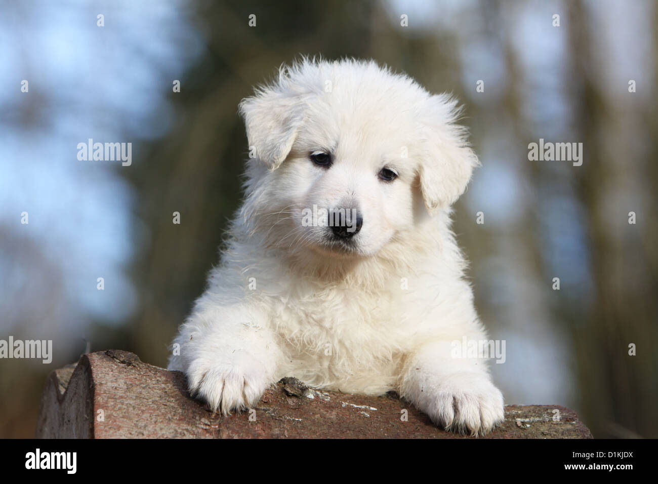 Berger blanc suisse puppy hi-res stock photography and images - Alamy