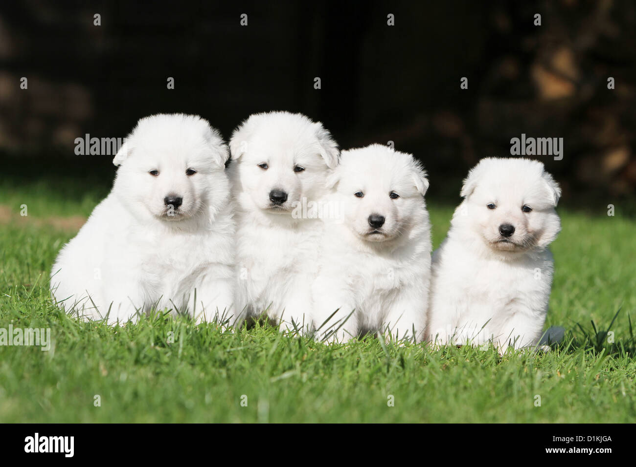 White Swiss Shepherd Dog Berger blanc suisse four puppies on grass ...
