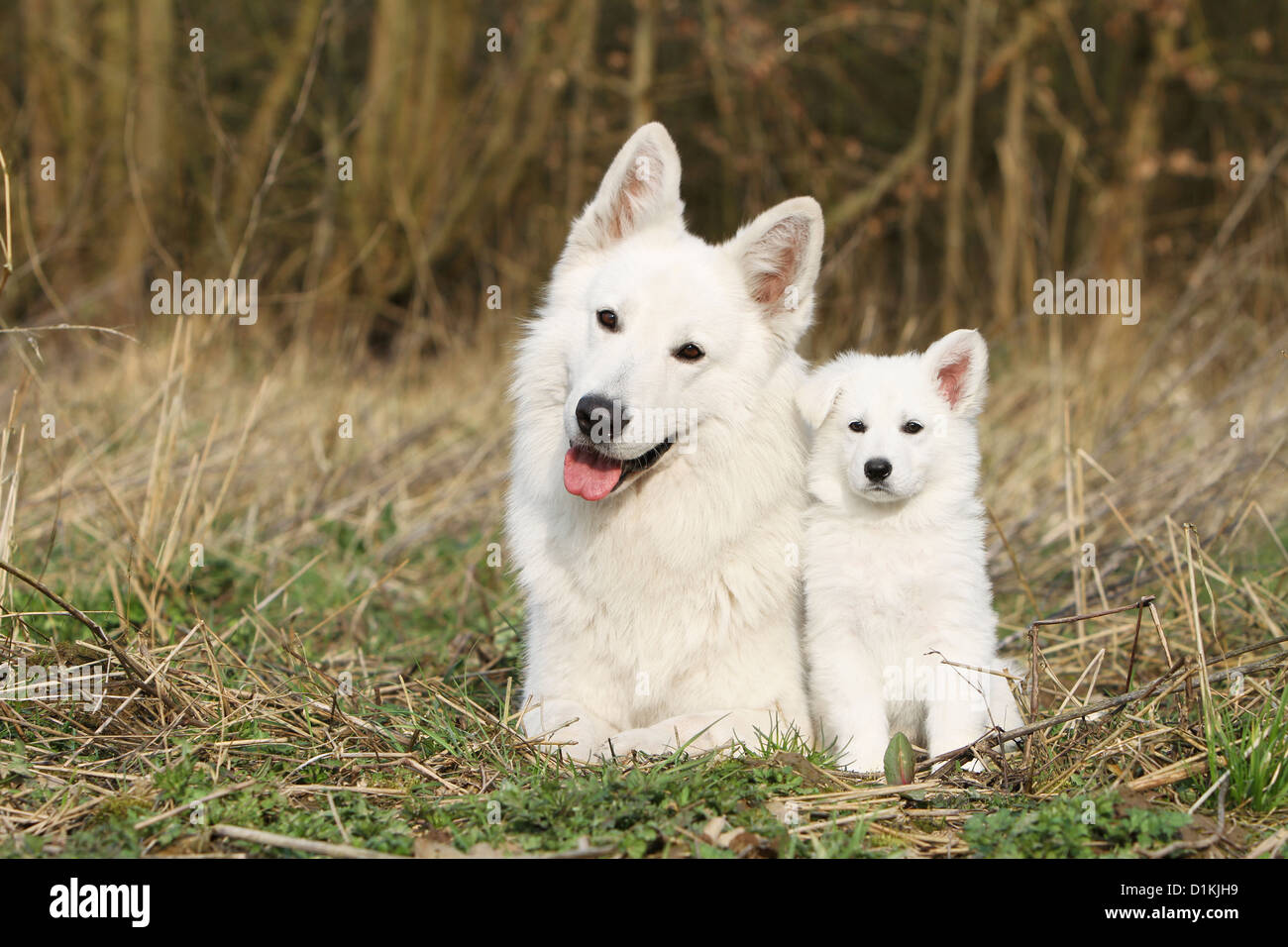 White Swiss Shepherd Dog Berger blanc suisse Stock Photo - Alamy