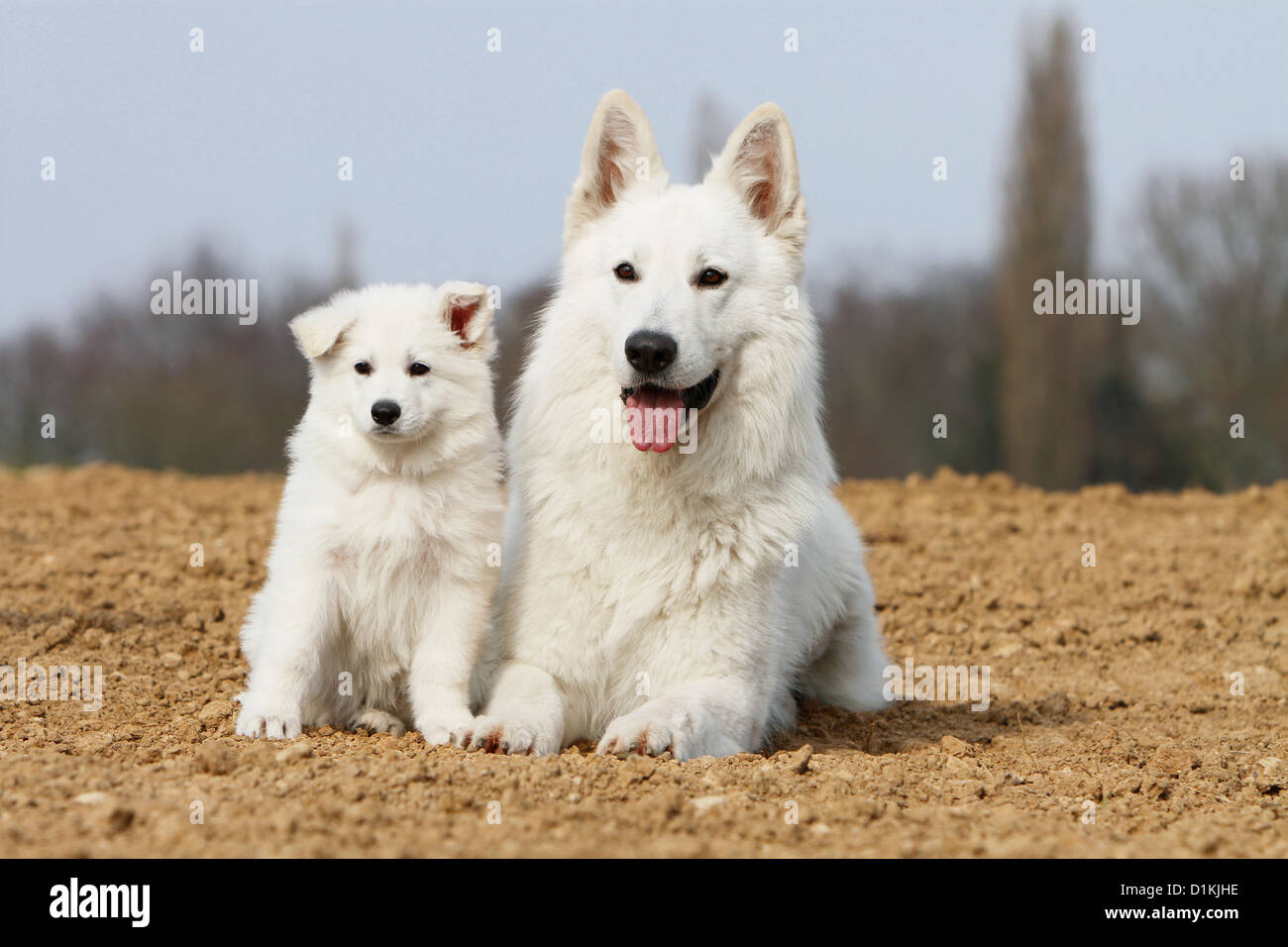 White swiss shepherds hi-res stock photography and images - Alamy