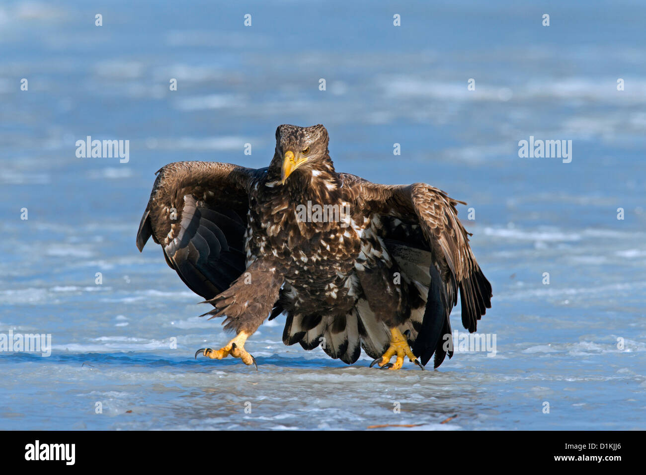 Eagle walking on ice hi-res stock photography and images - Alamy