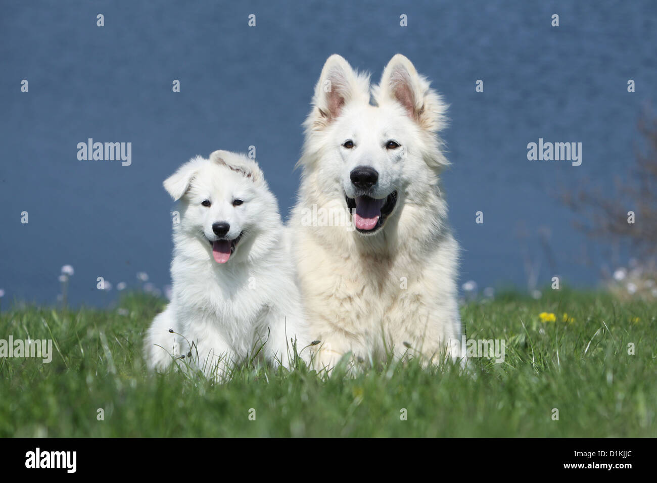 White Swiss Shepherd Dog Berger blanc suisse adult and puppy on the ...
