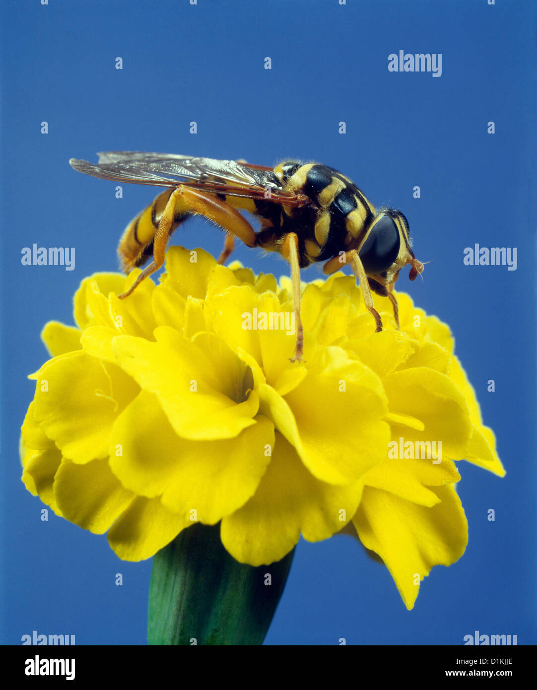 SYRPHID FLY, FLOWER FLY OR HOVERFLY (MILESIA VIRGINIENSIS) ADULT ON ...