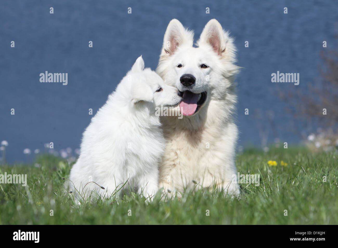 White Swiss Shepherd Dog Berger blanc suisse adult and puppy on the ...