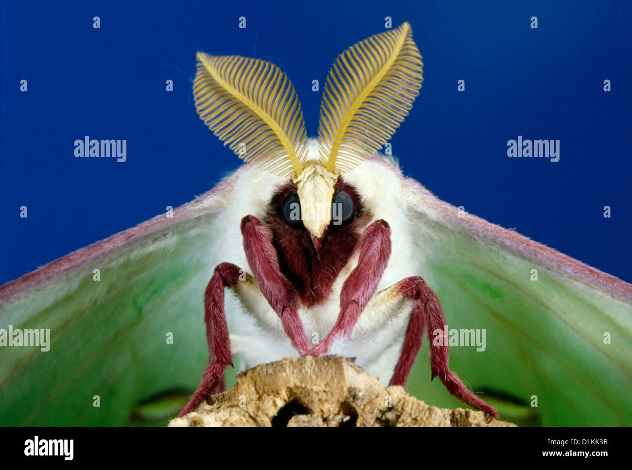 LUNA MOTH (ACTIAS LUNA) BEAUTIFUL ADULT WITH COMPOUND EYES, LEGS Stock ...