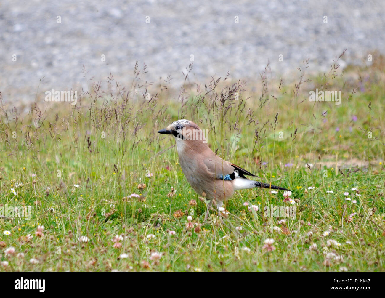 Pink jay hi-res stock photography and images - Alamy