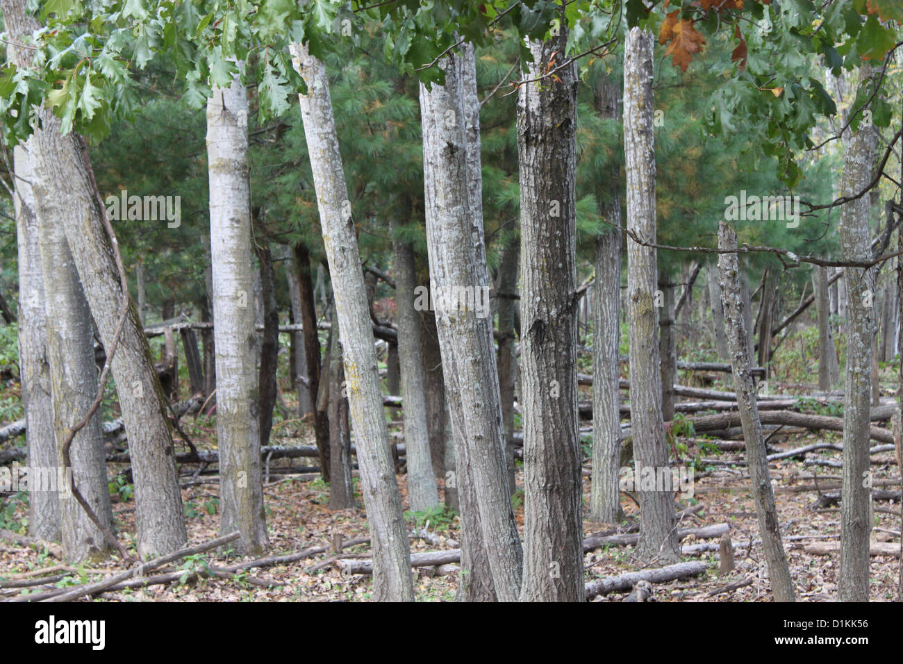New england trees in hi-res stock photography and images - Alamy