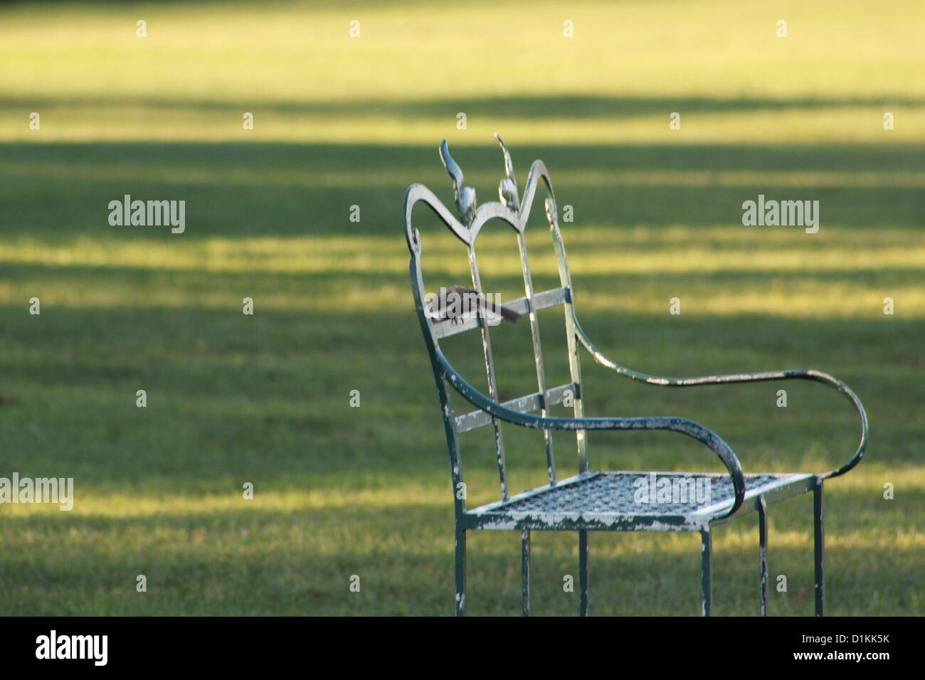 Bird on chair hi-res stock photography and images - Alamy