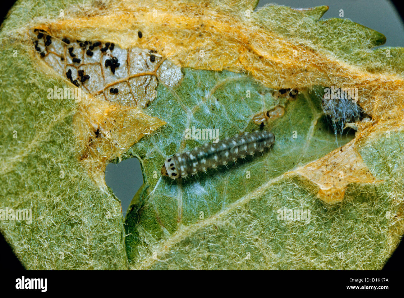 Leaf miner caterpillar hi-res stock photography and images - Alamy