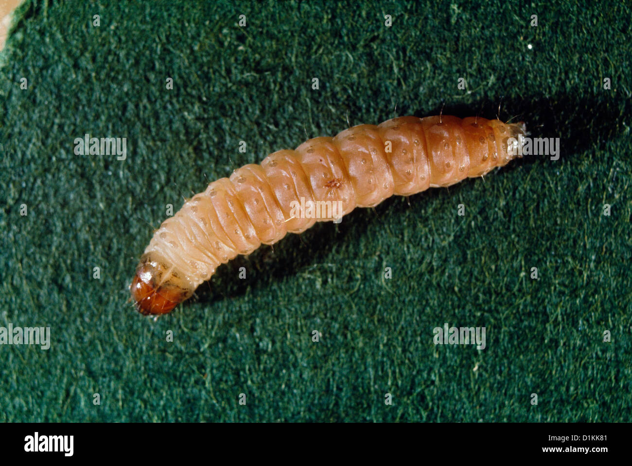 Larva cydia pomonella hi-res stock photography and images - Alamy