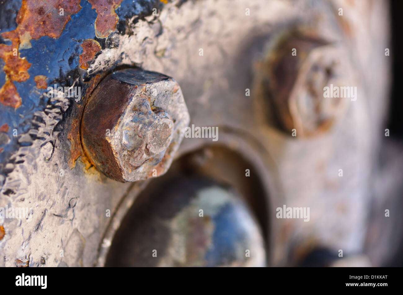 White maltese macro hi-res stock photography and images - Alamy