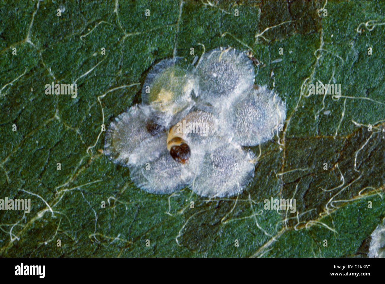 Cydia pomonella eggs insect leaf hi-res stock photography and images ...