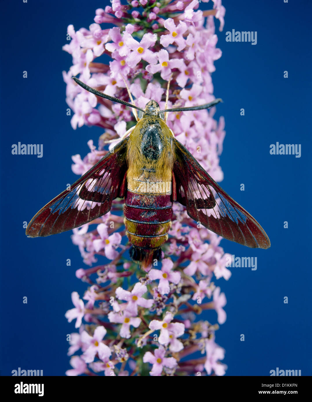 Common clear wing hummingbird moth hi-res stock photography and images ...