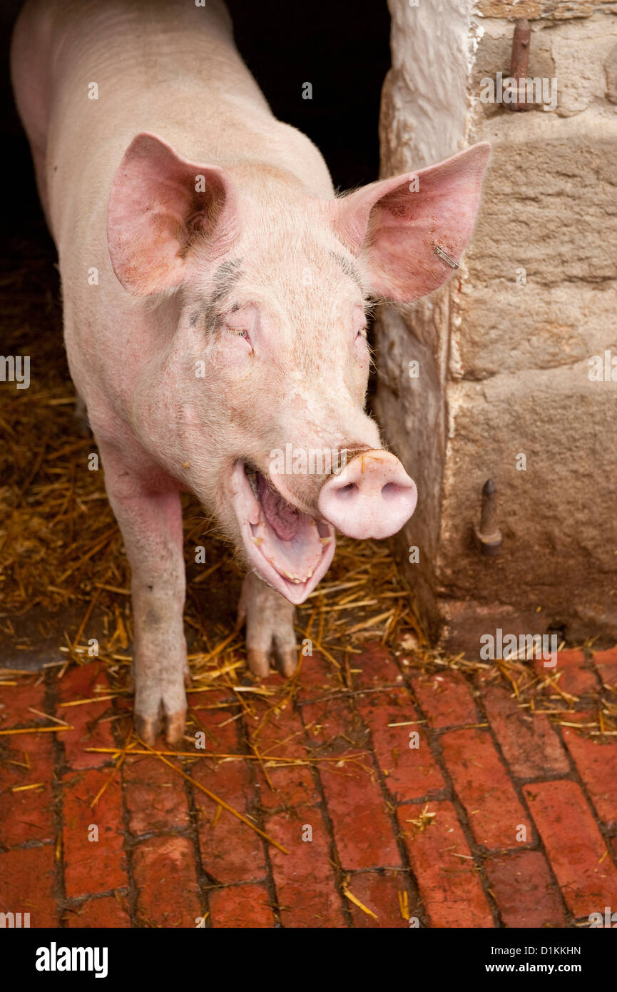 Chester Lee Street Stock Photos & Chester Lee Street Stock Images - Alamy