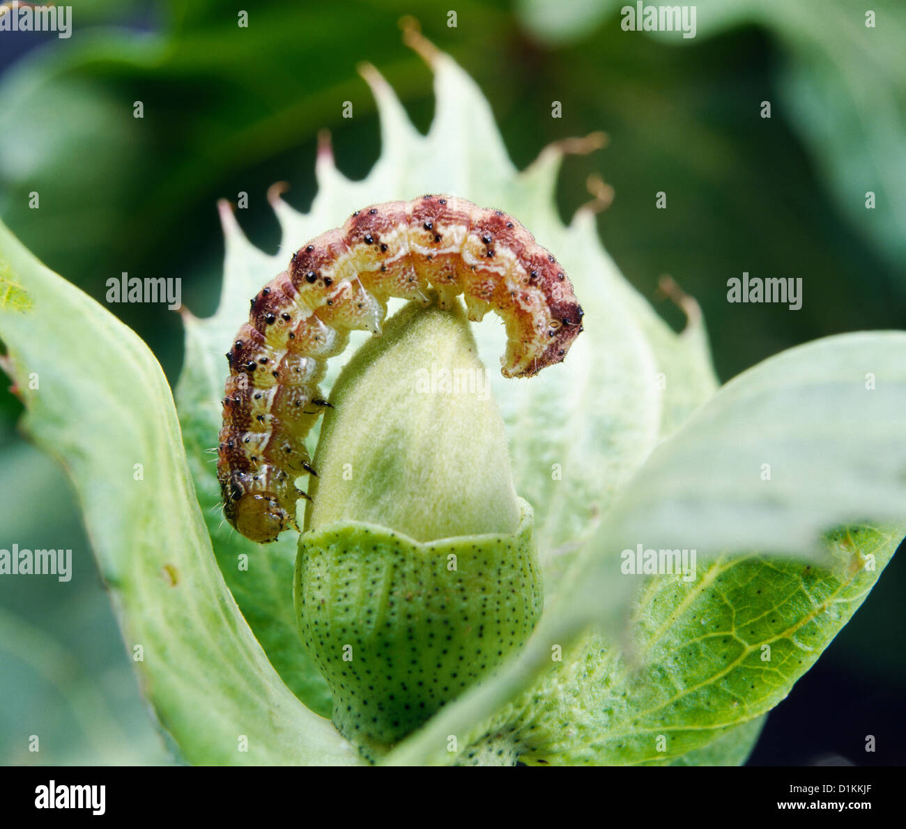 TOBACCO BUDWORM, CORN EARWORM, TOMATO FRUITWORM, COTTON BOLLWORM OR ...