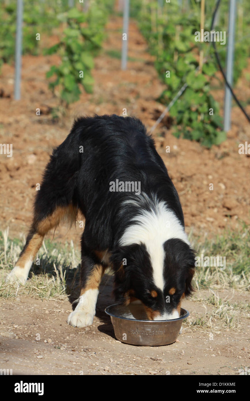 dog Australian Shepherd eat in his bowl Stock Photo - Alamy