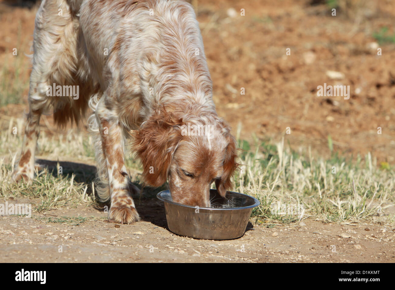 dog English Setter eat in his bowl Stock Photo - Alamy