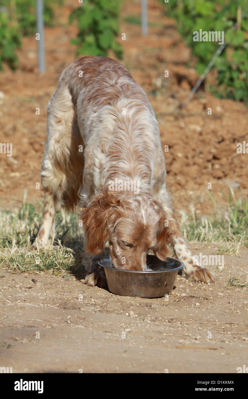 dog English Setter eat in his bowl Stock Photo - Alamy