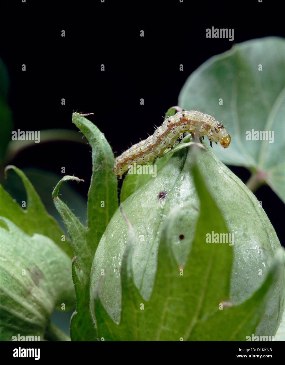 TOBACCO BUDWORM, CORN EARWORM, TOMATO FRUITWORM, COTTON BOLLWORM OR ...