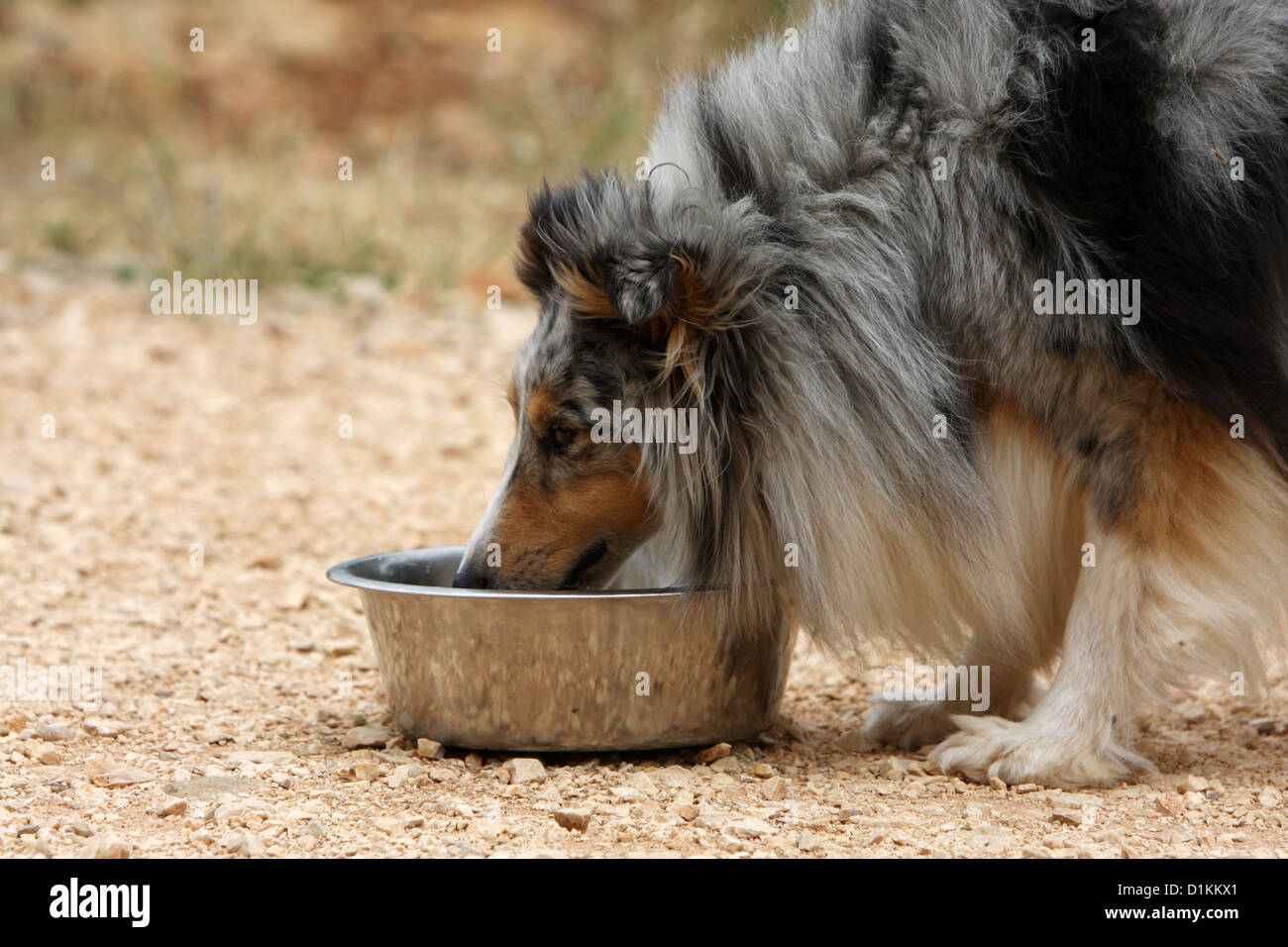 dog Shetland Sheepdog eat in his bowl Stock Photo - Alamy