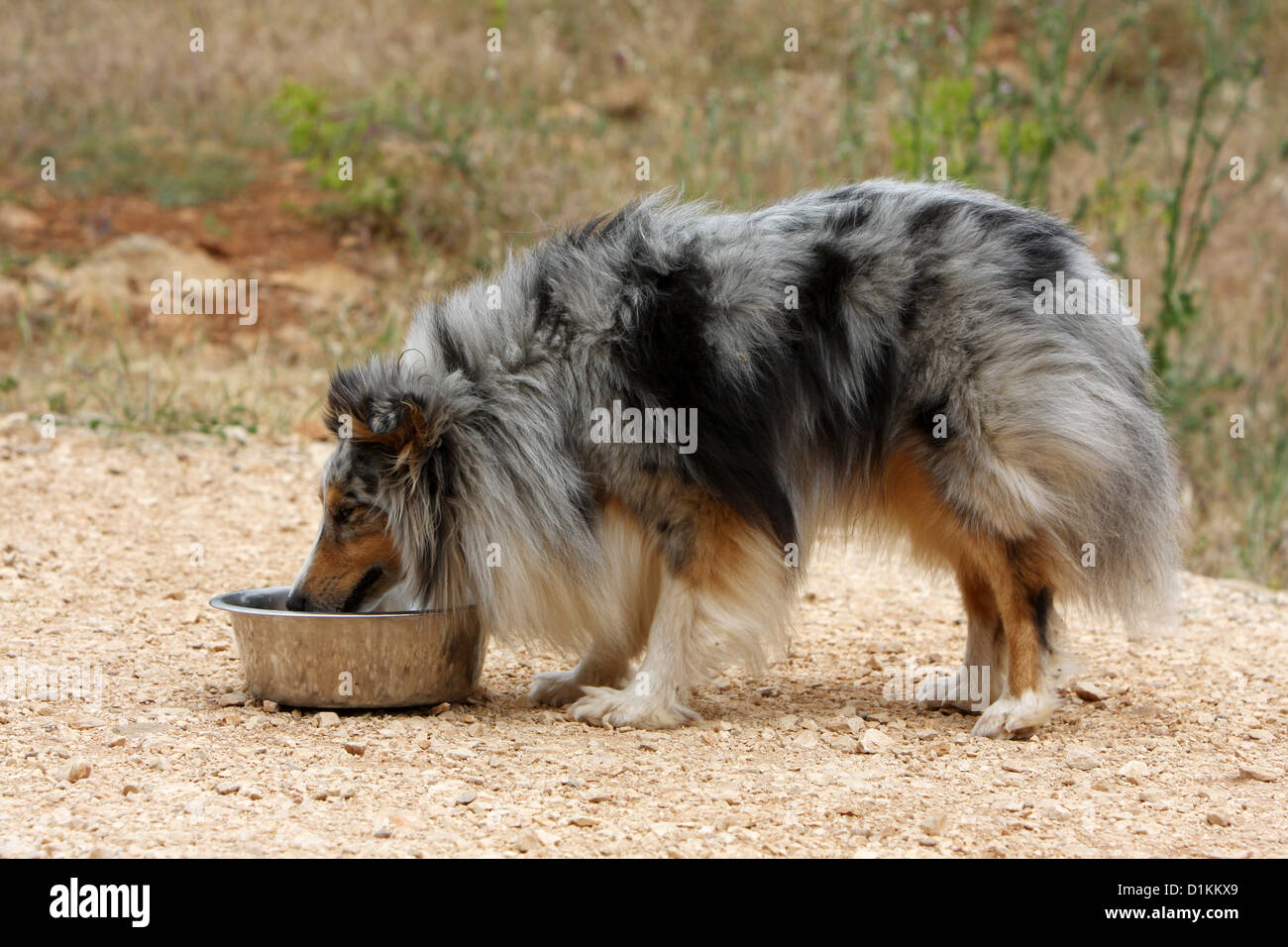 dog Shetland Sheepdog eat in his bowl Stock Photo - Alamy