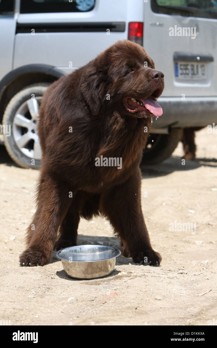 dog Newfoundland adult drink in his bowl Stock Photo - Alamy