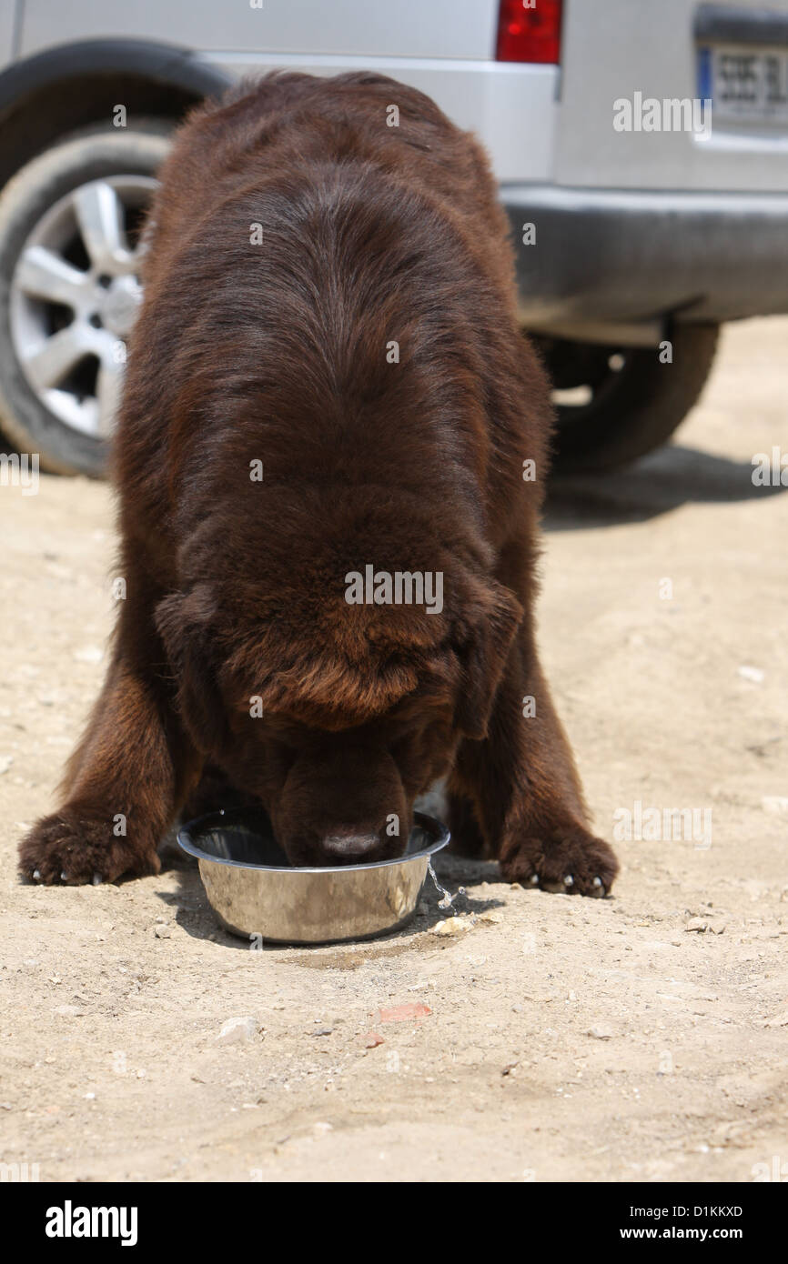 dog Newfoundland adult drink in his bowl Stock Photo - Alamy