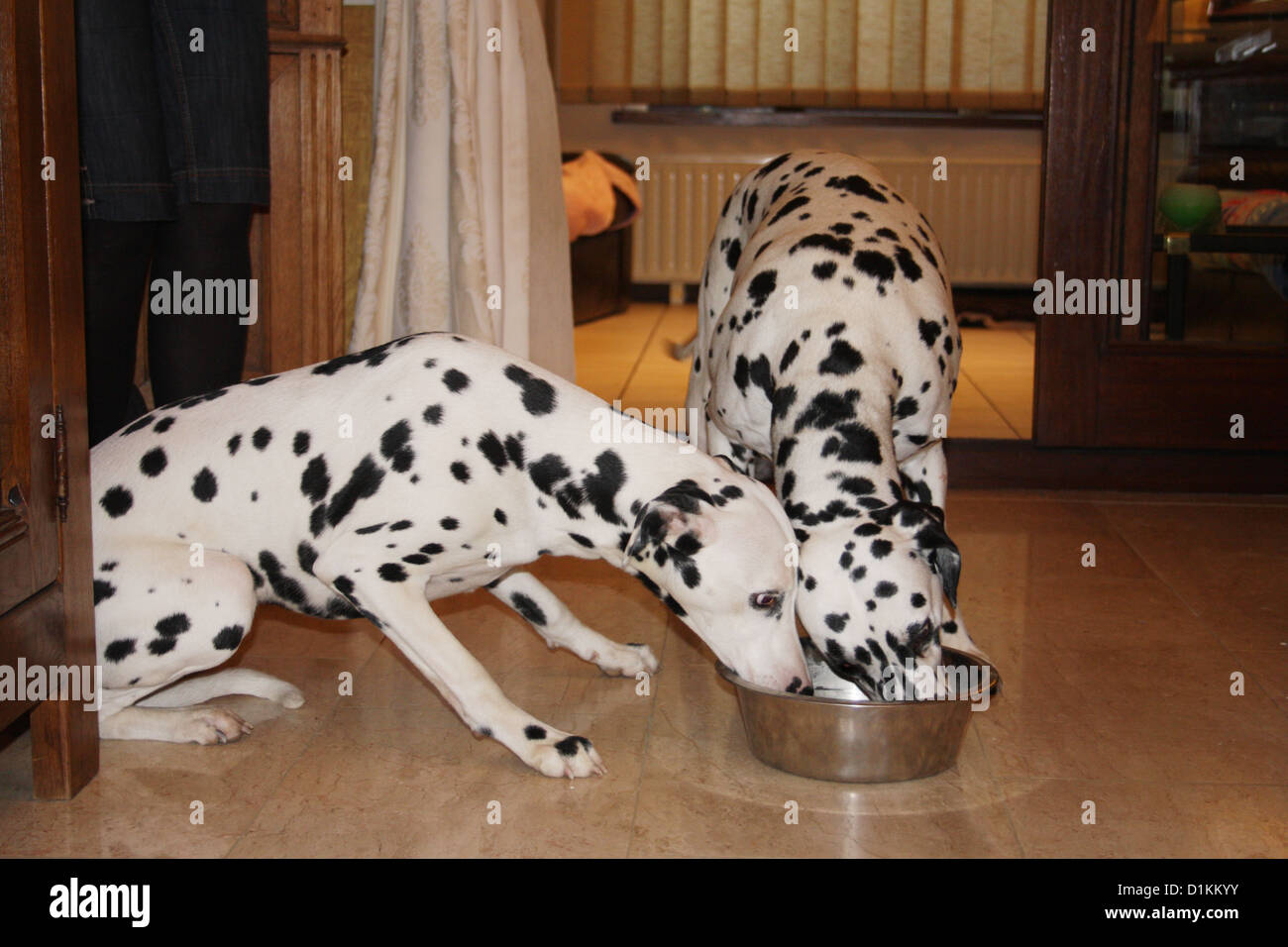 dog two Dalmatian eat in a bowl Stock Photo - Alamy