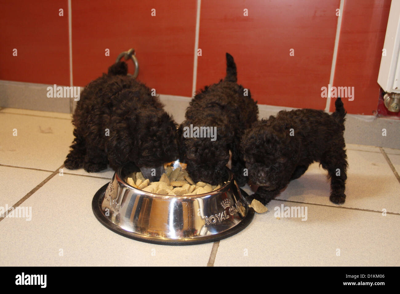dog Poodle puppies eat in their bowl Stock Photo - Alamy