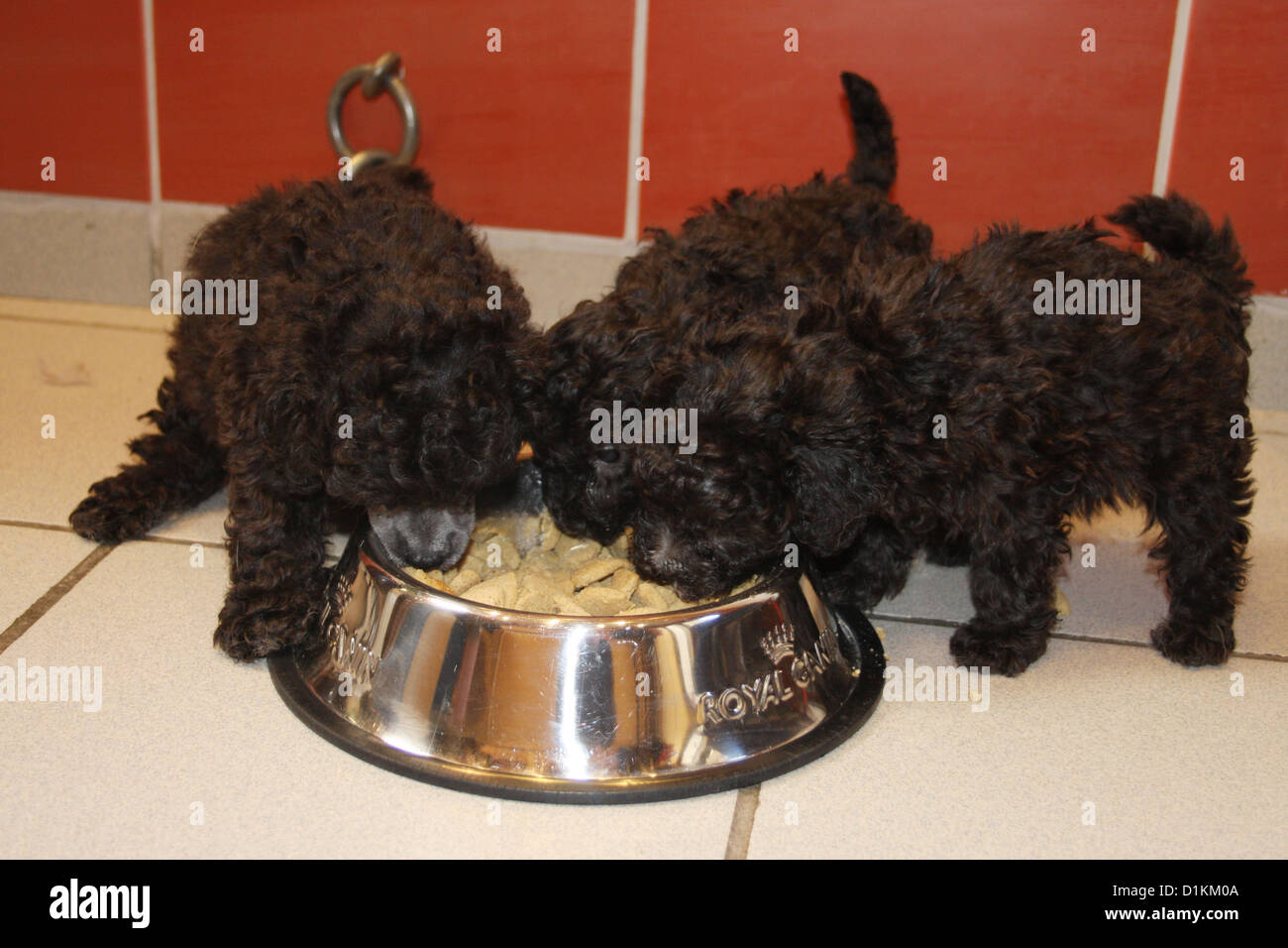 dog Poodle puppies eat in their bowl Stock Photo - Alamy