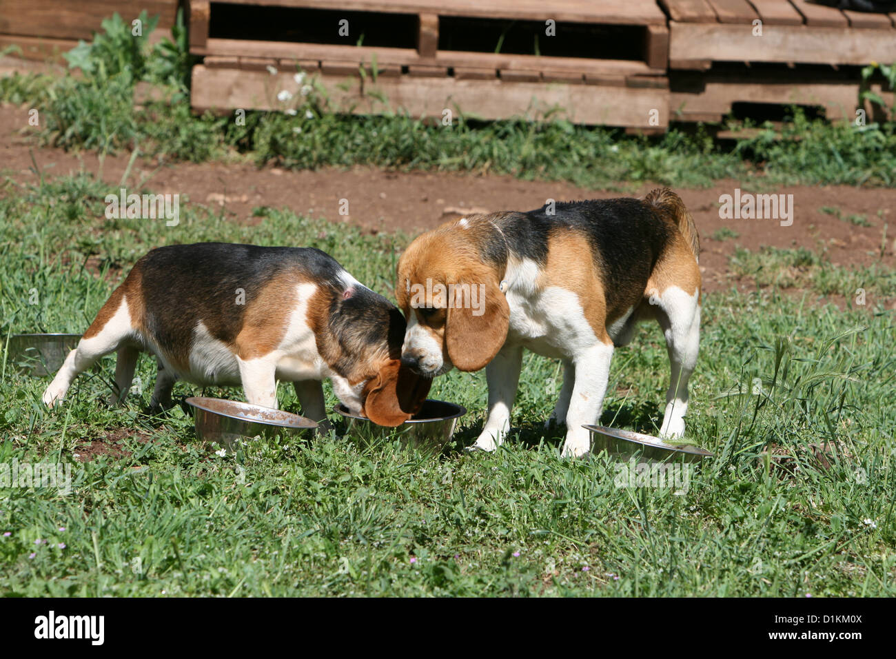 dog two Beagle eat in their bowl Stock Photo - Alamy
