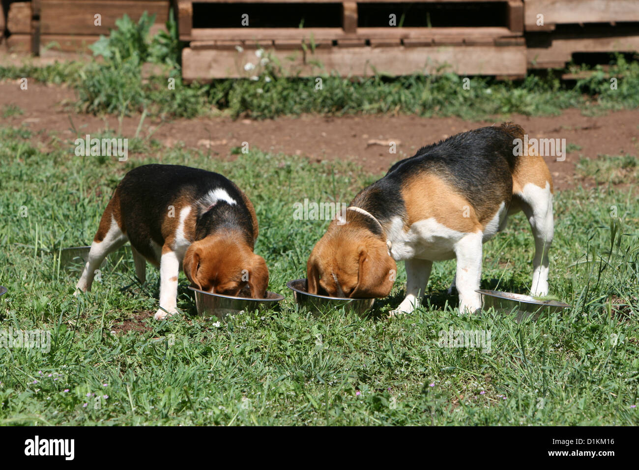 dog two Beagle eat in their bowl Stock Photo - Alamy
