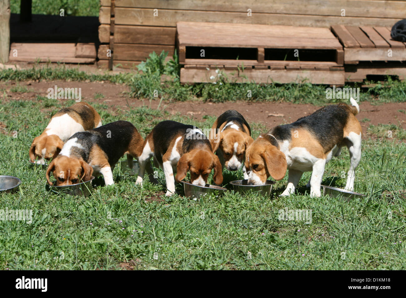 dog Beagle eat in their bowl Stock Photo - Alamy