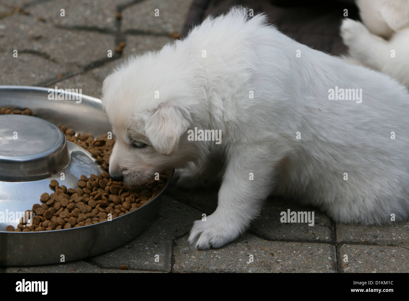 Can I Feed The White Shepherd Cat Food