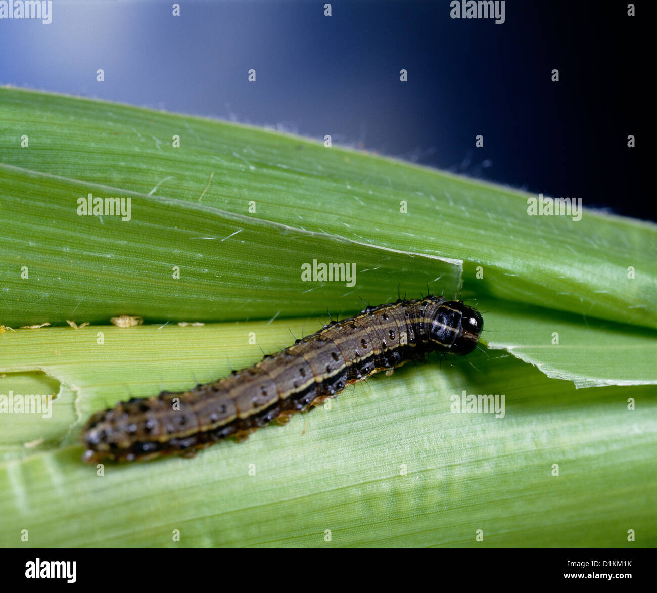 FALL ARMYWORM (LAPHYGMA FRUGIPERDA; SPODOPTERA FRUGIPERDA) LARVA ON ...