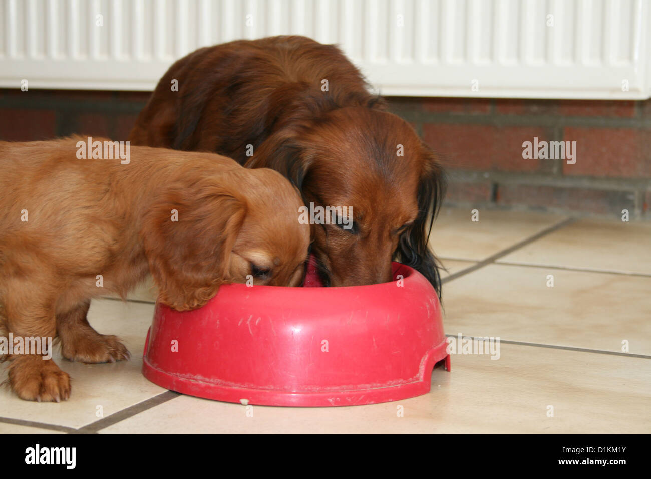 dog two Dachshund eat in his bowl Stock Photo - Alamy