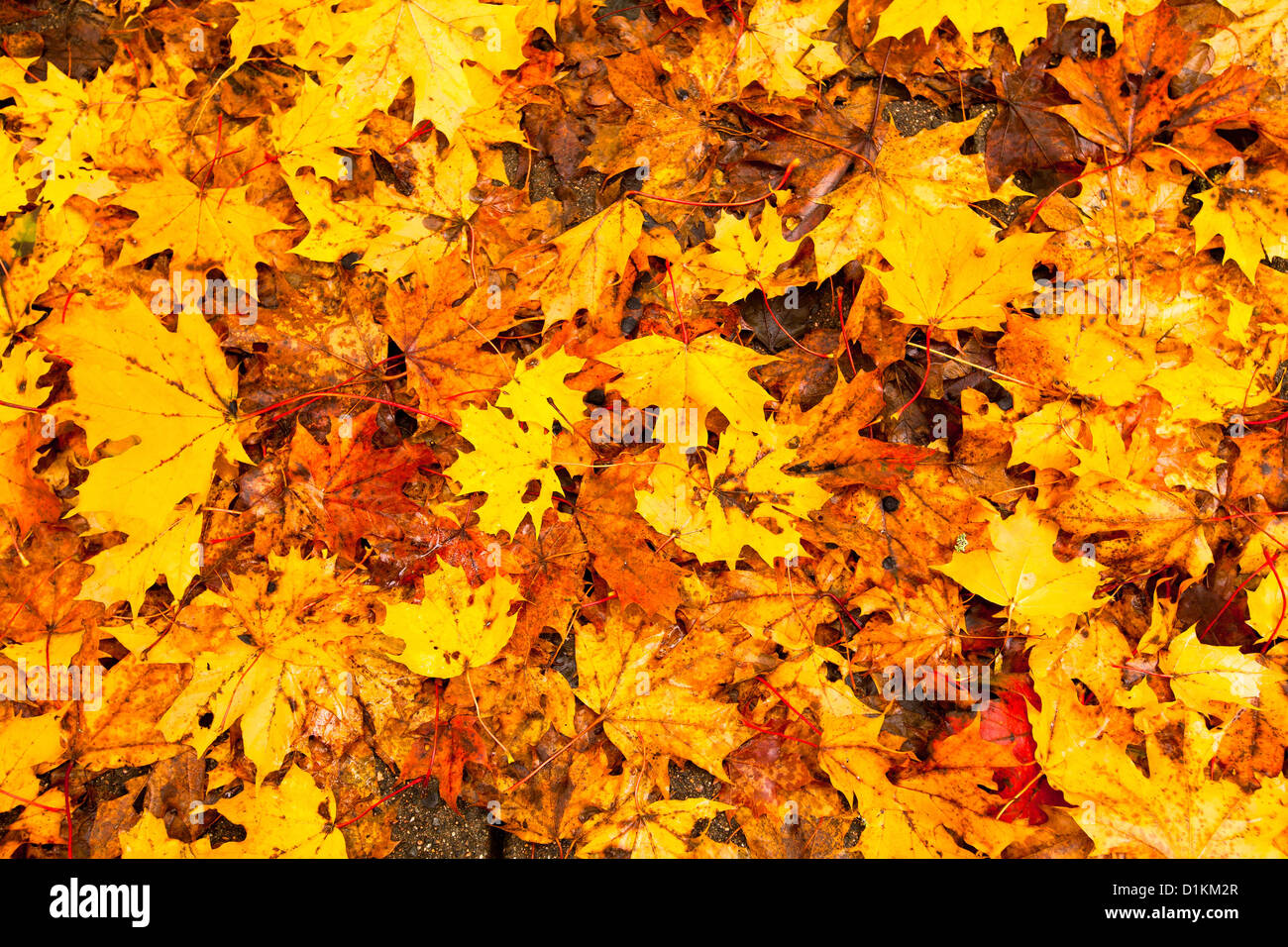Background - Beautiful Autumn Leaves Stock Photo - Alamy