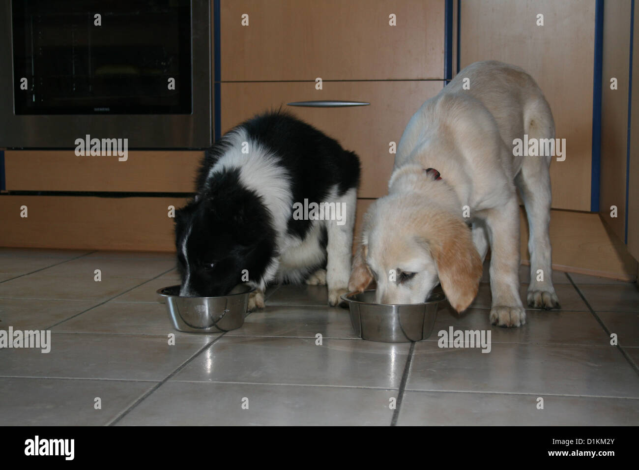 dog Border Collie and Golden Retriever eat in their bowl Stock Photo ...