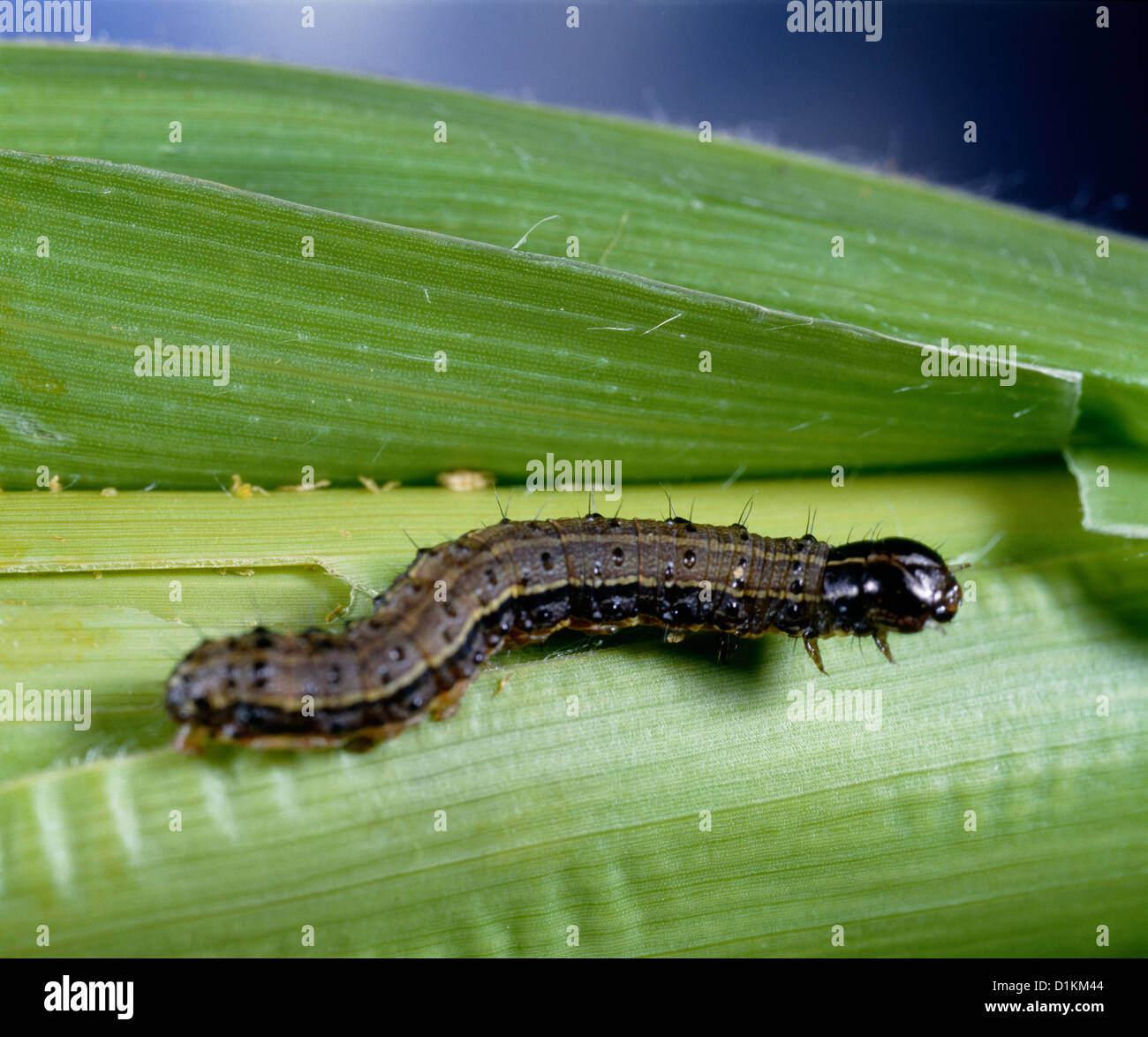 FALL ARMYWORM (LAPHYGMA FRUGIPERDA; SPODOPTERA FRUGIPERDA) LARVA ON ...