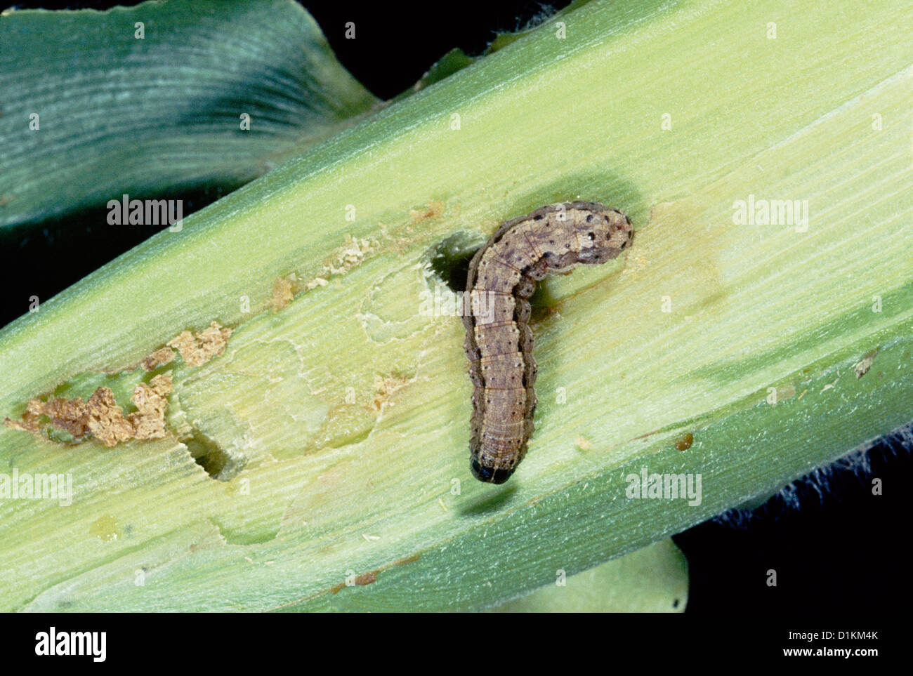 FALL ARMYWORM (LAPHYGMA FRUGIPERDA) (SPODOPTERA FRUGIPERDA) LARVA ON ...