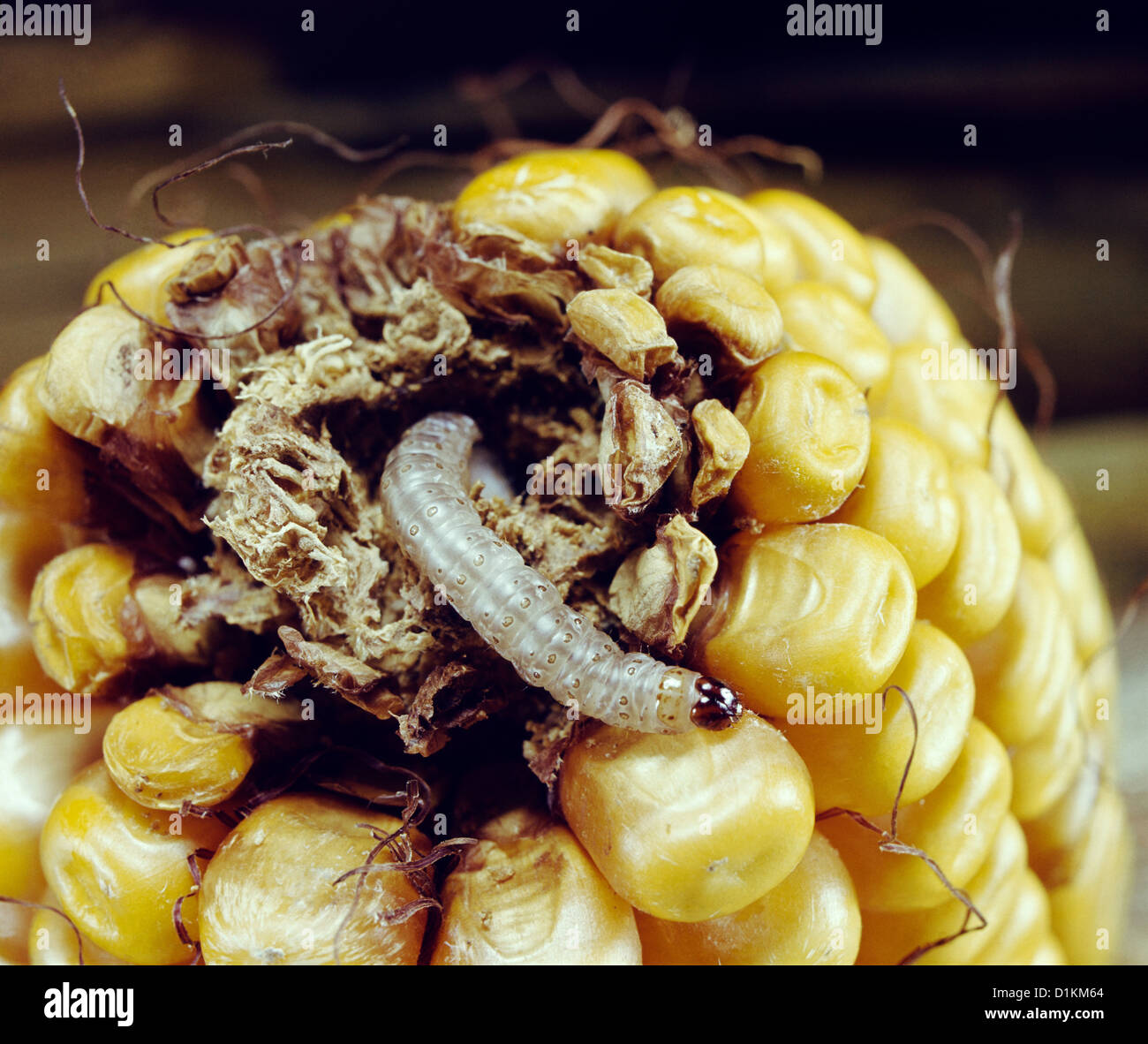 EUROPEAN CORN BORER (OSTRINIA NUBILALIS; PYRAUSTA NUBILALIS) LARVA ...