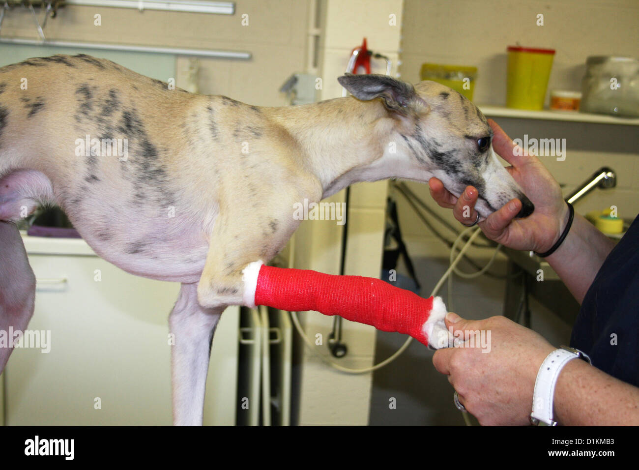 Dog With Bandaged Leg High Resolution Stock Photography and Images - Alamy