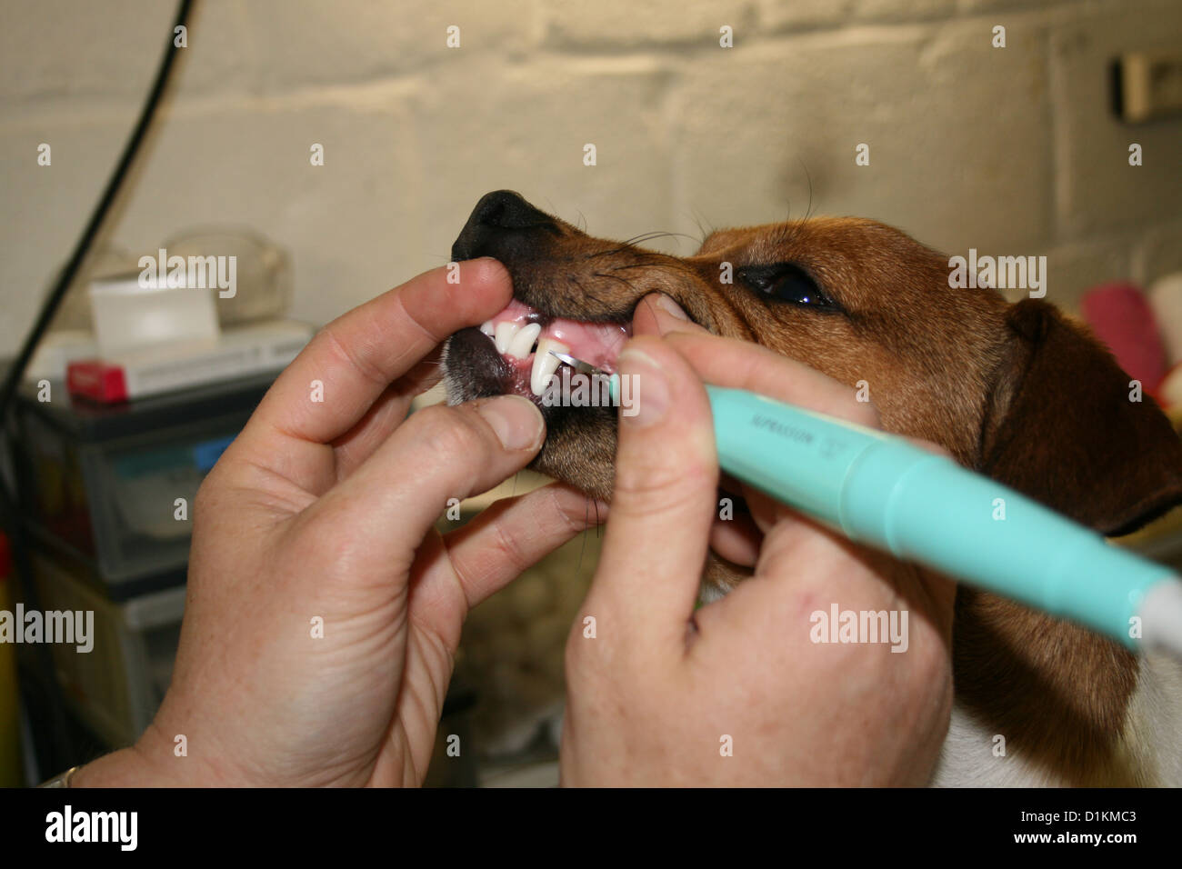 Dog decalcify the teeth of a dog Jack Russel Terrier descale dental ...
