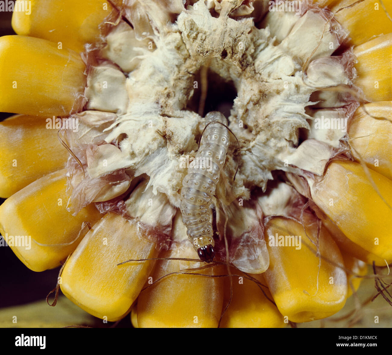 EUROPEAN CORN BORER (OSTRINIA NUBILALIS; PYRAUSTA NUBILALIS) LARVA ...