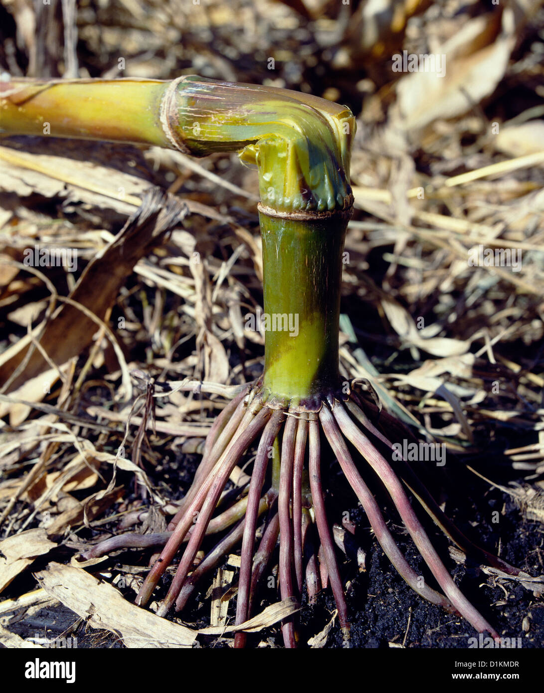 EUROPEAN CORN BORER DAMAGE (OSTRINIA NUBILALIS; PYRAUSTA NUBILALIS ...